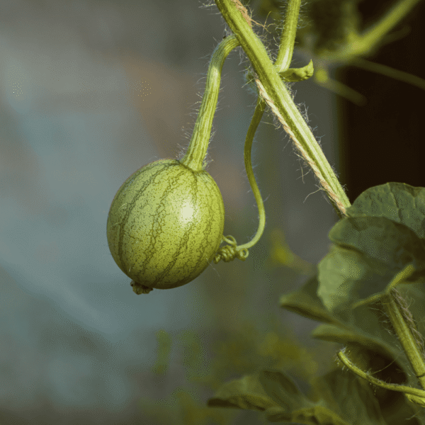 Uprawa arbuza w Polsce krok po kroku