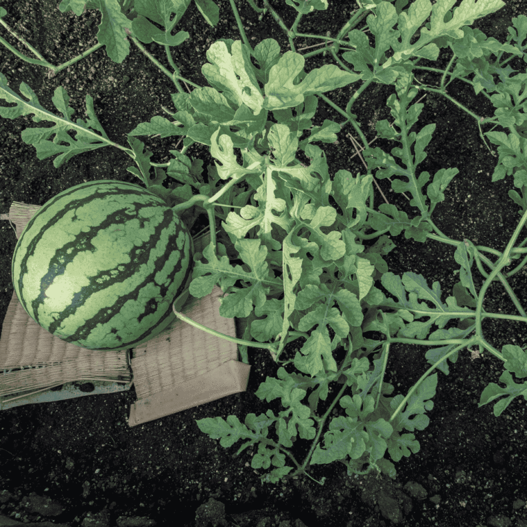 Uprawa arbuza w Polsce krok po kroku