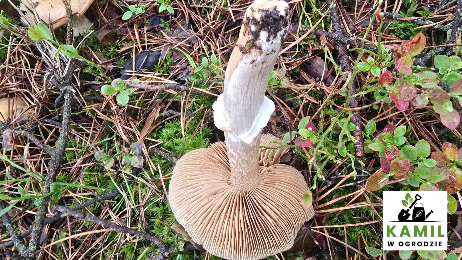 Płachetka zwyczajna (Rozites caperatus) – opis i występowanie
